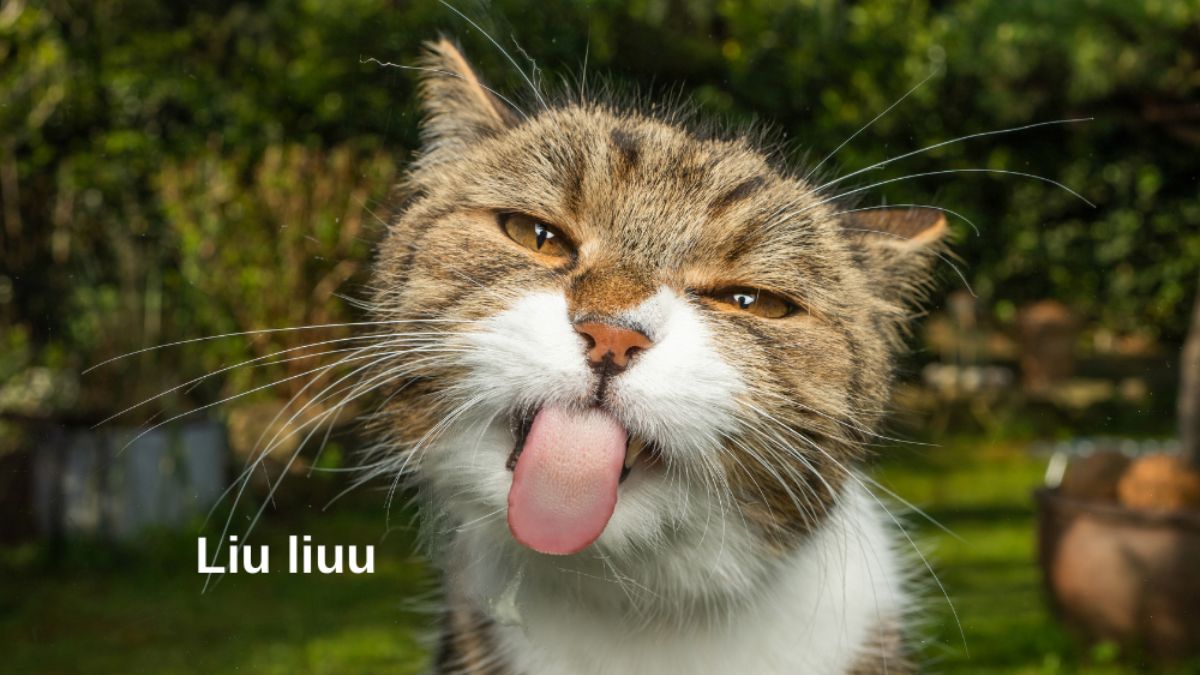 100+ ảnh meme hài hước, hài bựa vui nhộn mới nhất