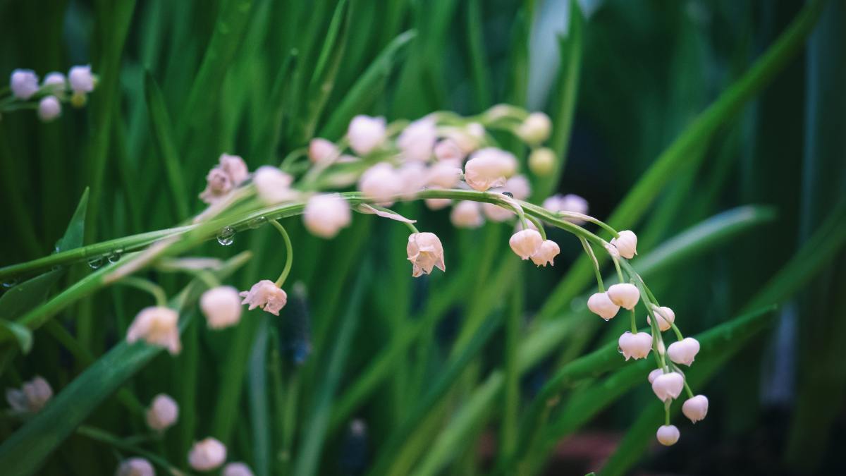 50+ hình nền hoa Linh Lan đẹp nhất cho điện thoại, máy tính