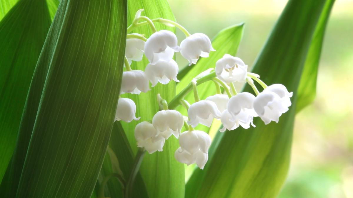 50+ hình nền hoa Linh Lan đẹp nhất cho điện thoại, máy tính